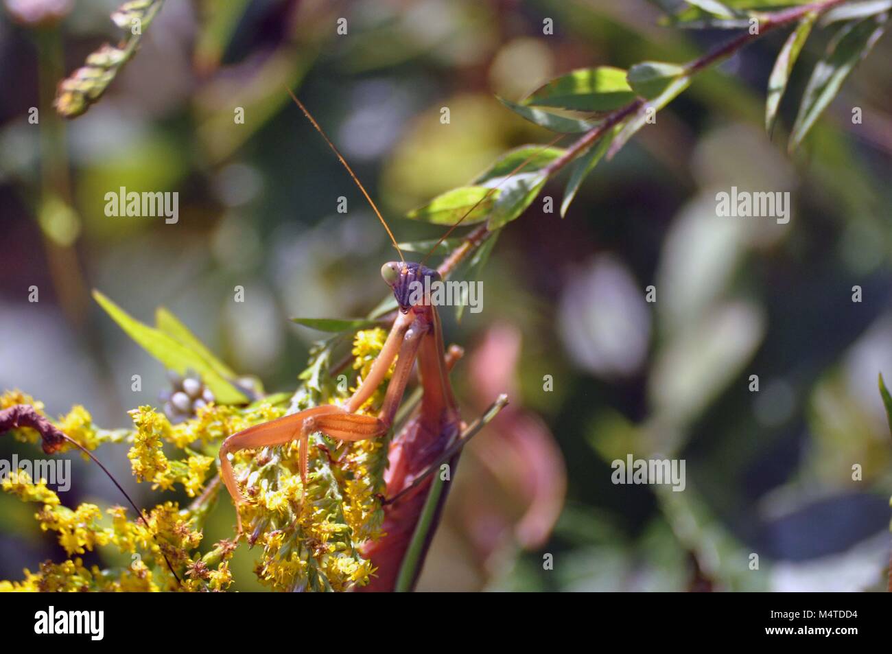 Praying Mantis on Golden Rod Stock Photo - Alamy