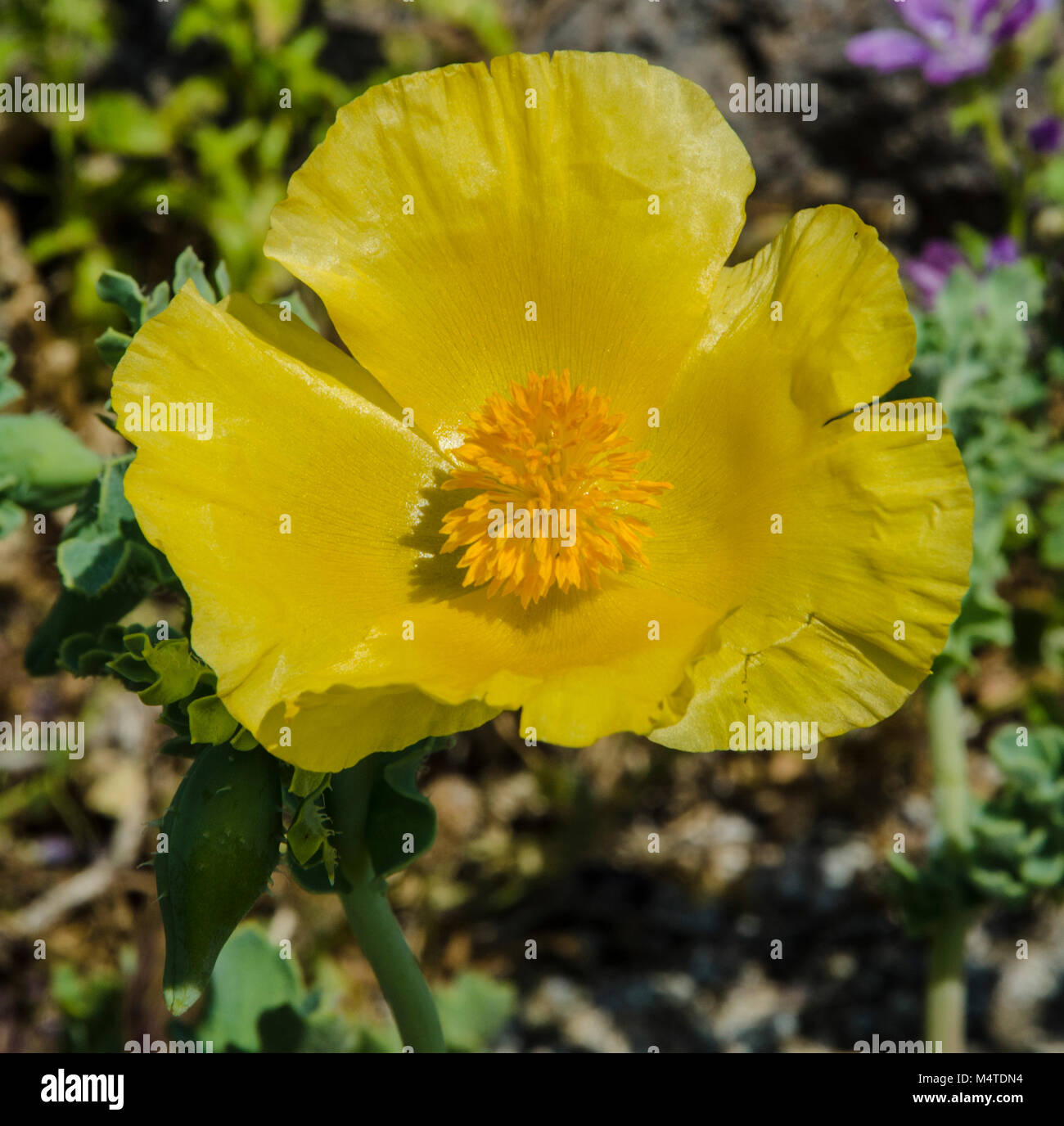 Yellow horned poppy blooms Stock Photo - Alamy