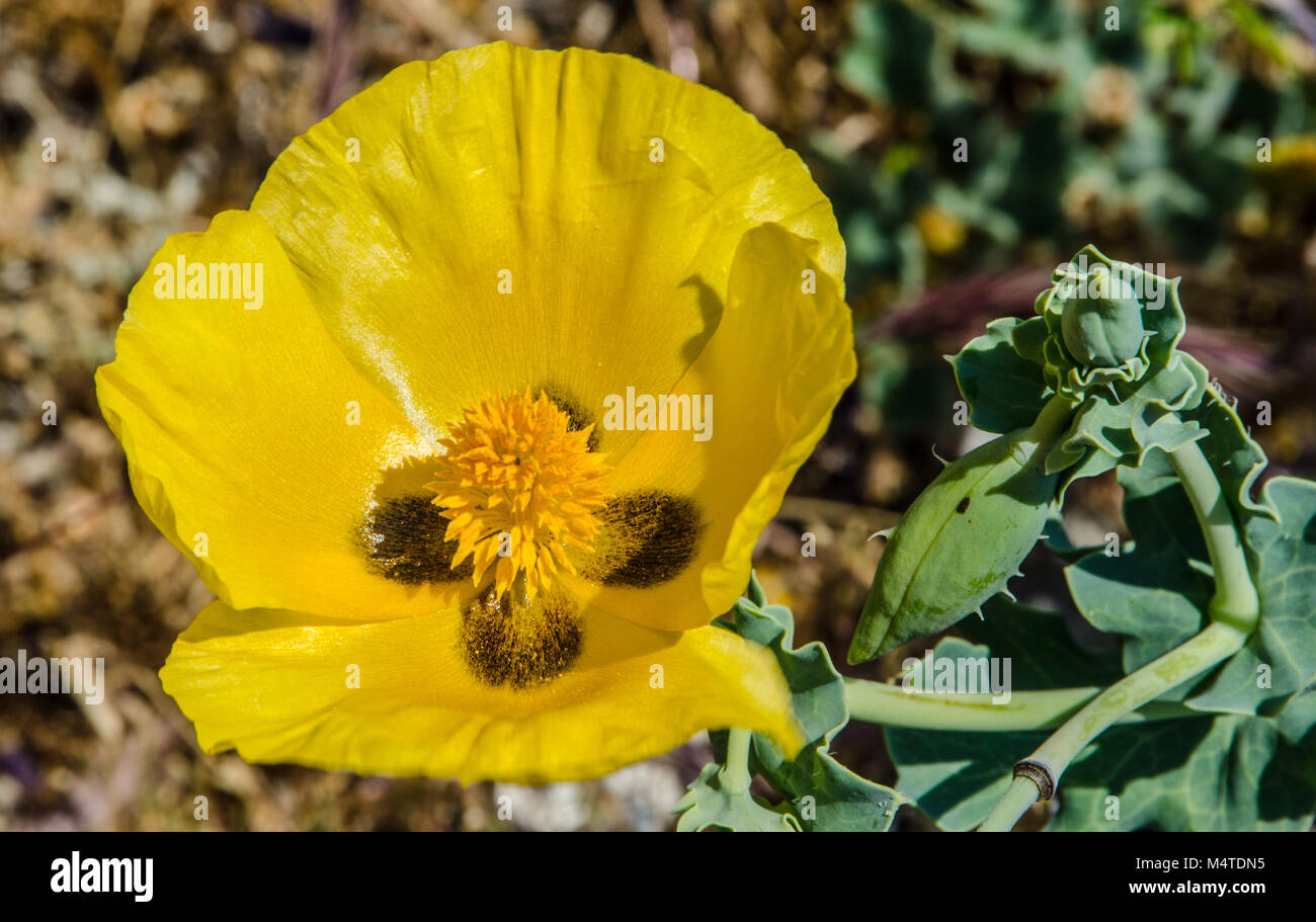 Yellow horned poppy blooms Stock Photo - Alamy