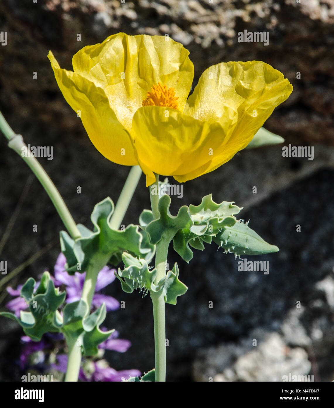 Yellow horned poppy blooms Stock Photo - Alamy