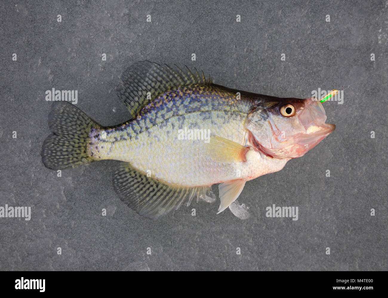 Crappie hi-res stock photography and images - Alamy