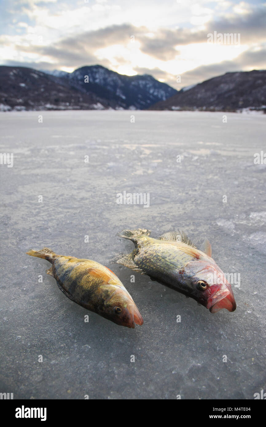 two pan fish lying on ice-covered lake with mountains and sky in ...