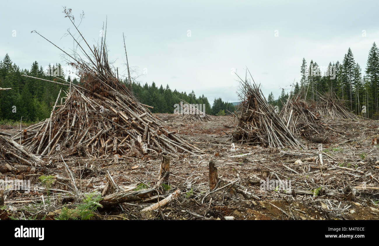 Clearcutting logging slash hi-res stock photography and images - Alamy