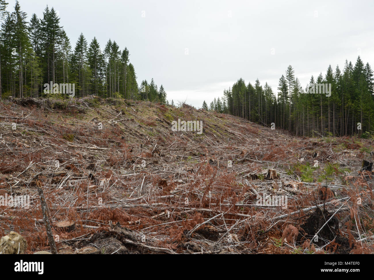 Clearcutting logging slash hi-res stock photography and images - Alamy