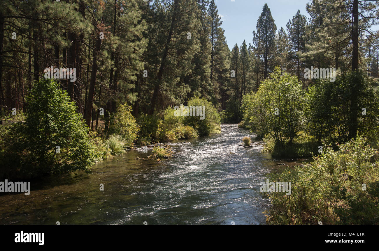Metolius River flowing through a pine forest in central Oregon Stock ...