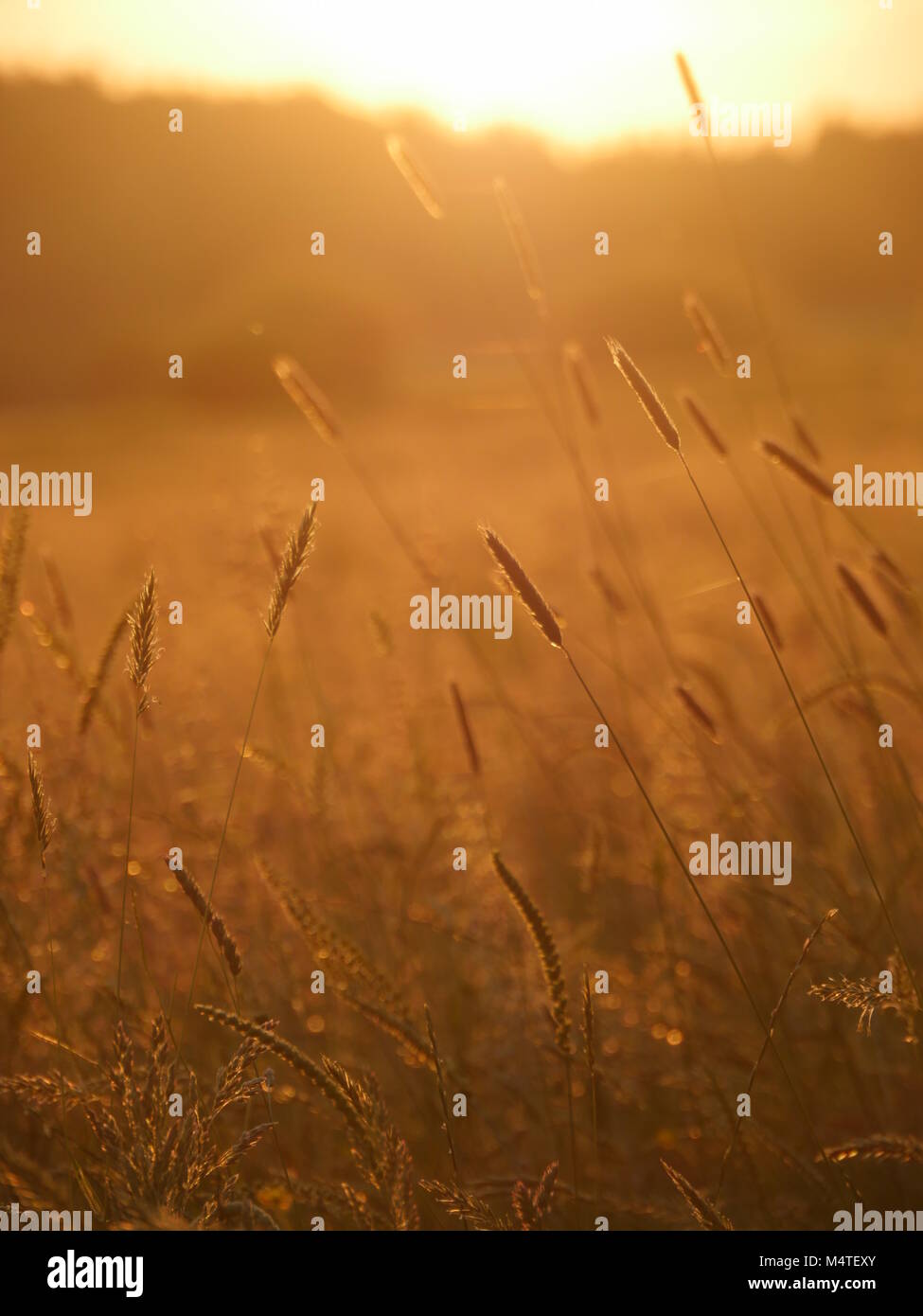 Whispering Reed Silhouette At Smokey SunsetSunset colored smoke and ...