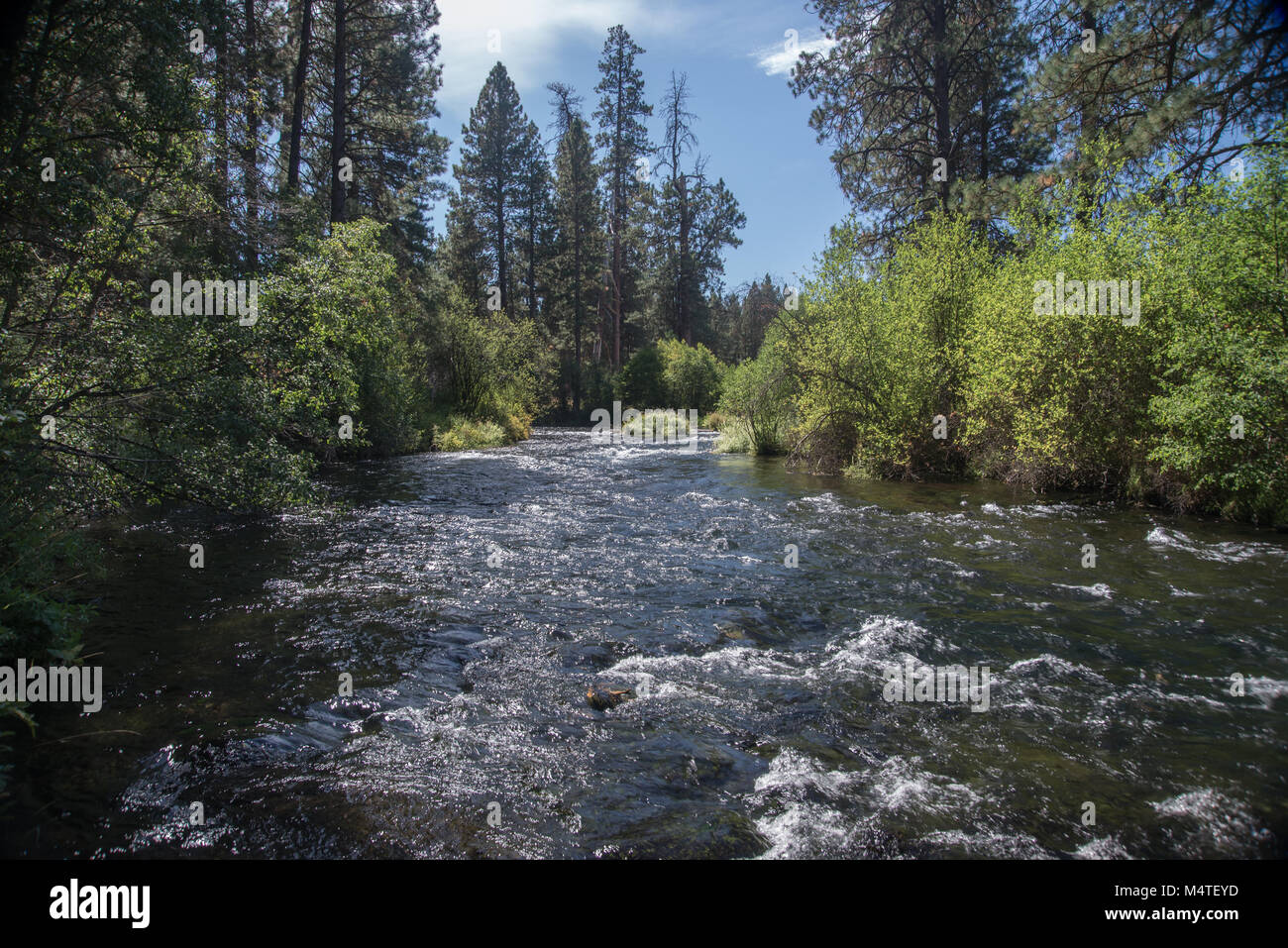 Metolius River flowing through a pine forest in central Oregon Stock ...