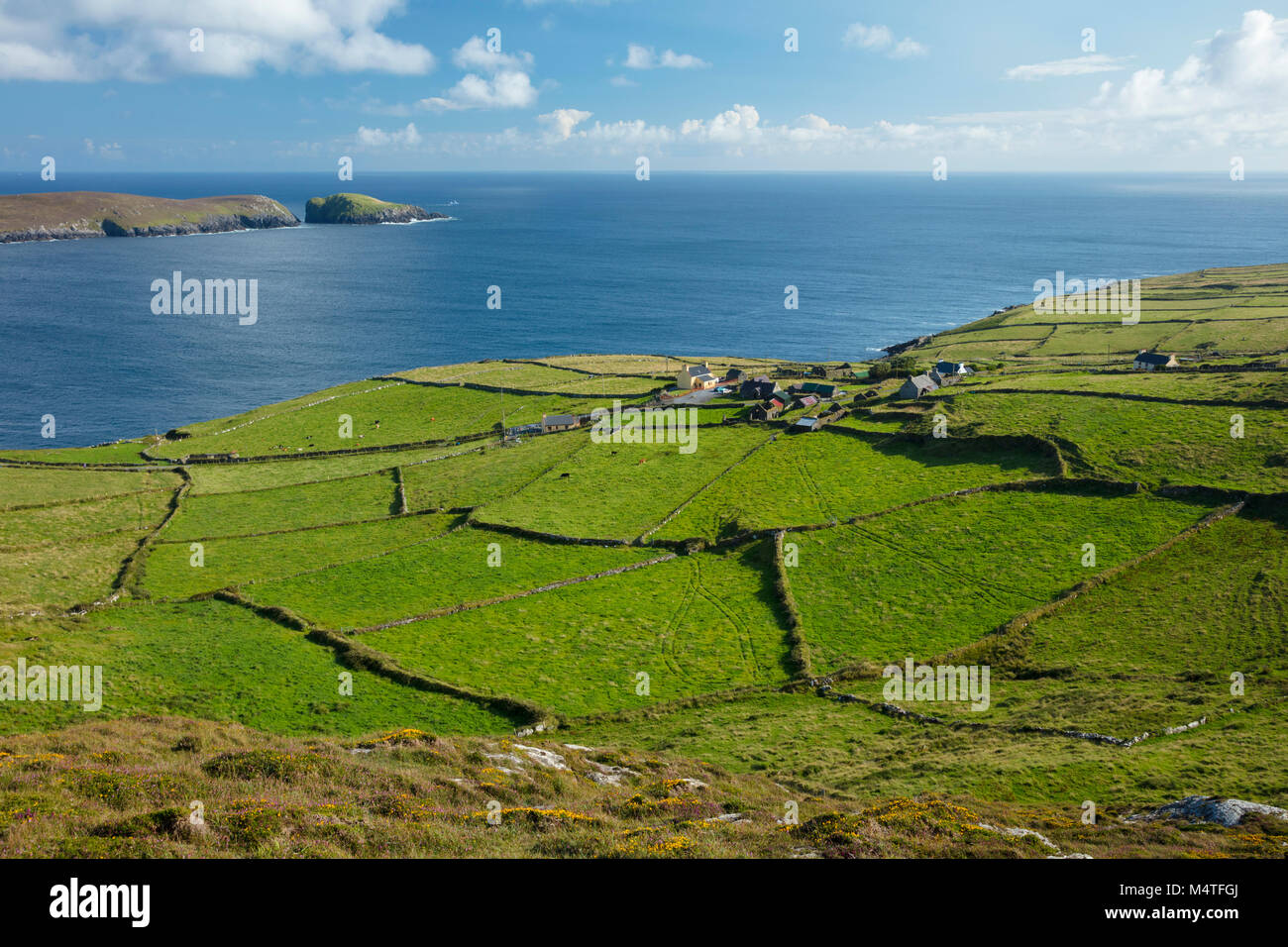 Green fields surround the hamlet of Ballynacallagh, Dursey Island ...