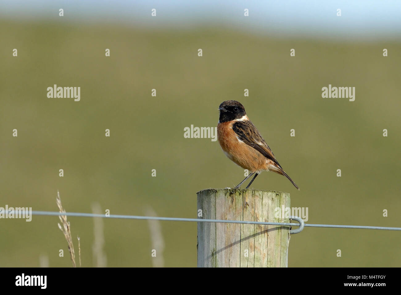 Common Stonechat Male Winter High Resolution Stock Photography and ...