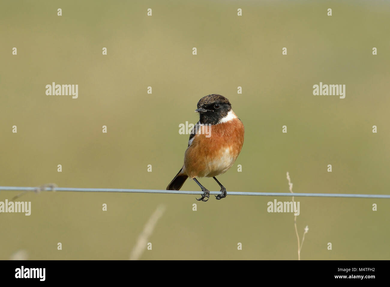 Common Stonechat Male Winter High Resolution Stock Photography and ...
