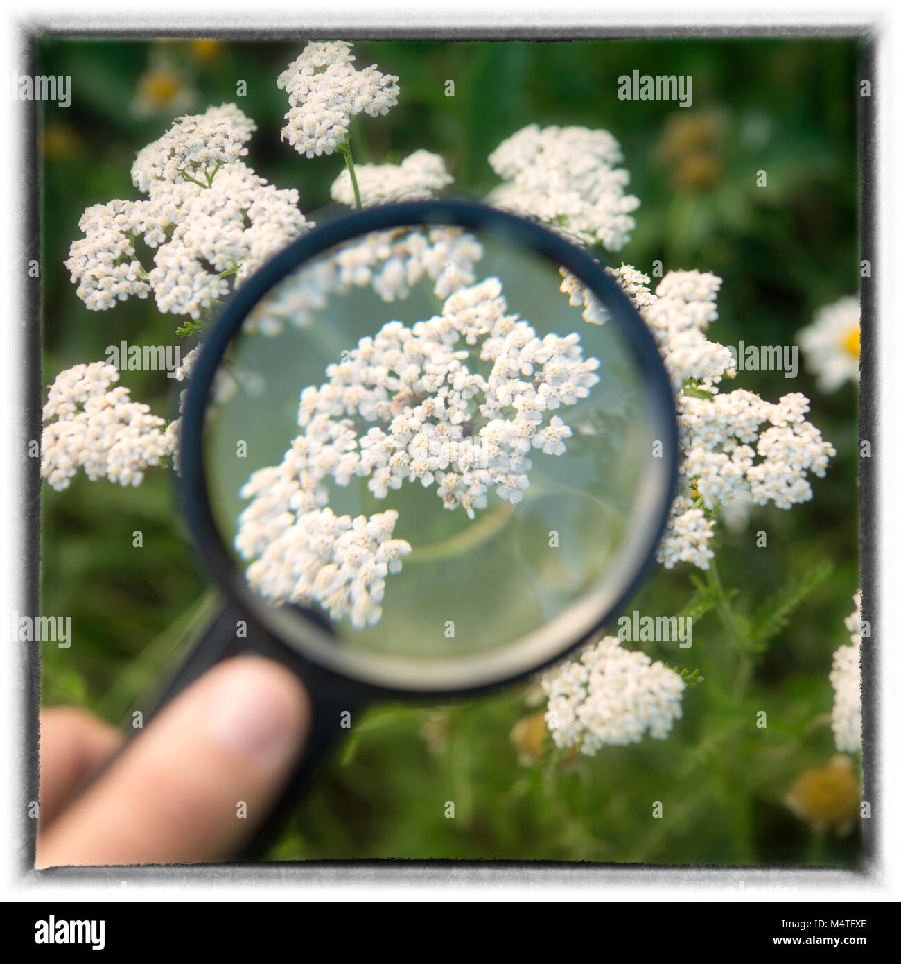 hand holding magnifying glass to white yarrow on a field Stock Photo ...