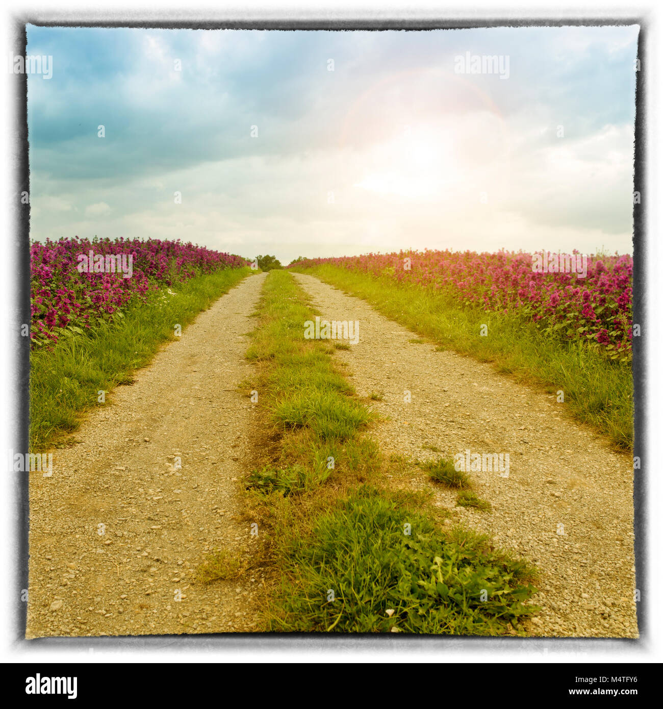 Pathway between the fields hi-res stock photography and images - Alamy