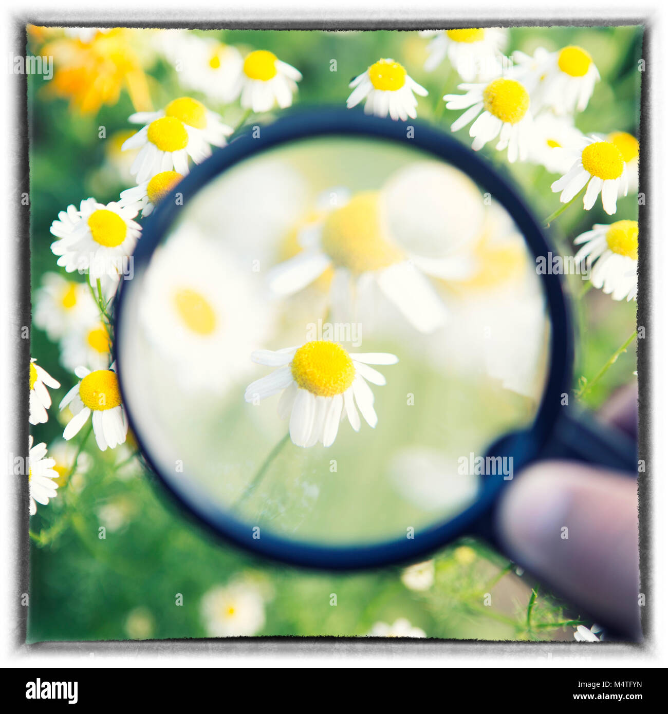 closeup of hand holding magnifying glass to a daisy at flower field ...