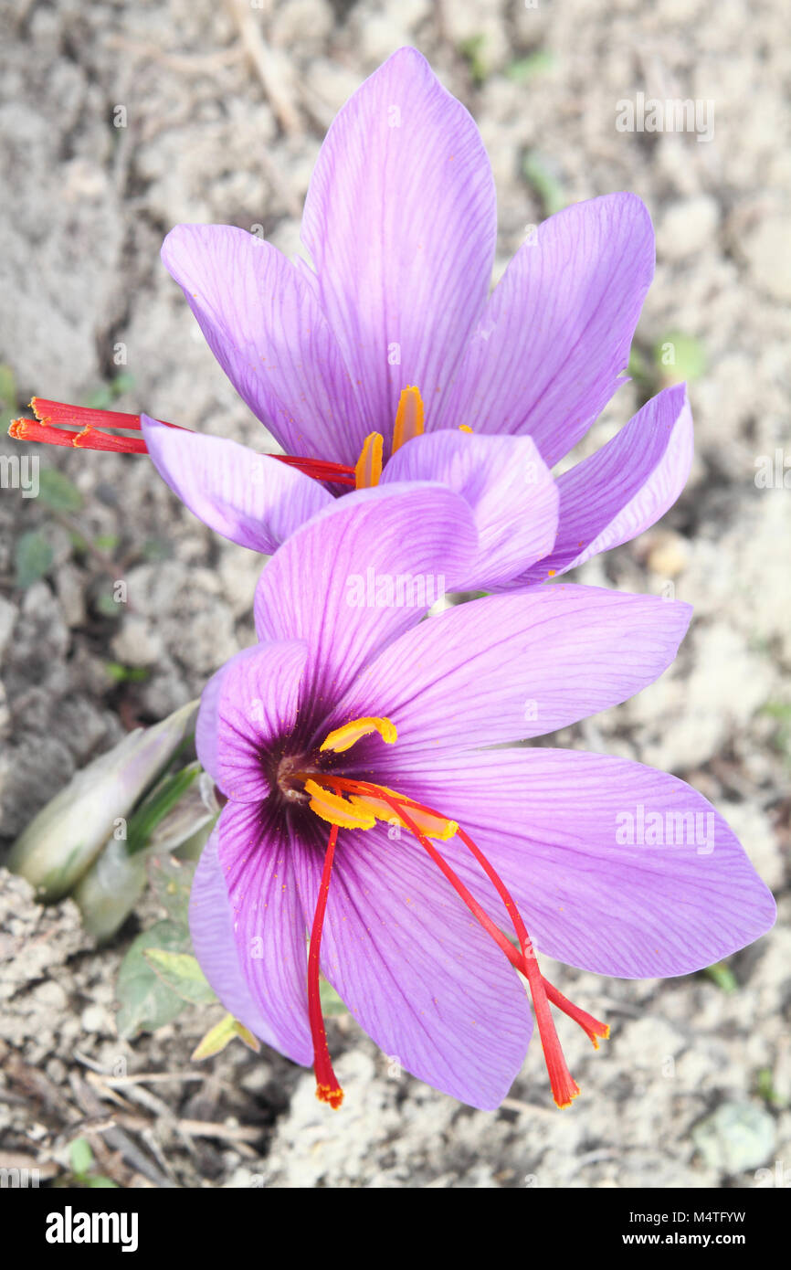 Kozani crocus hi-res stock photography and images - Alamy