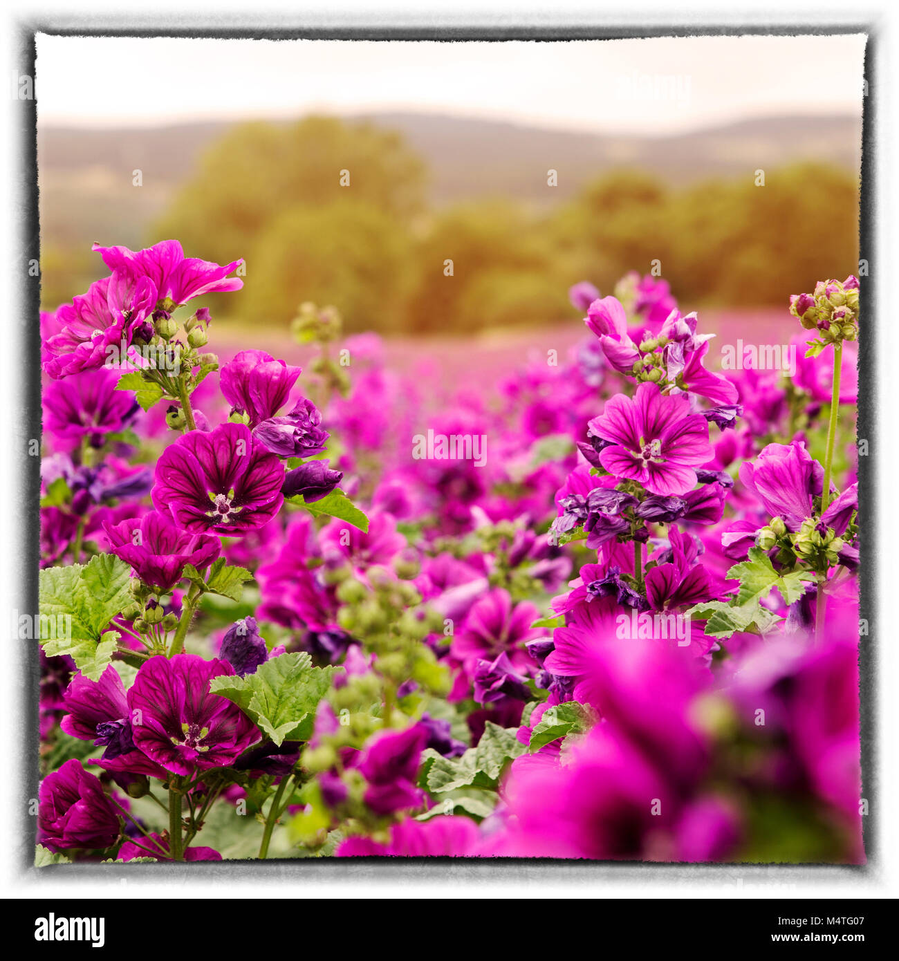flower field of beautiful wild purple mallow Stock Photo - Alamy