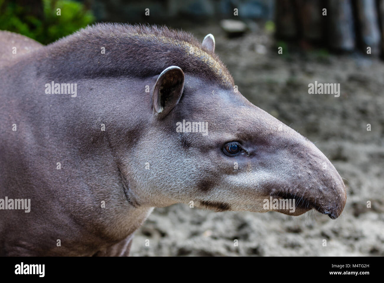 Tapir, head shot Stock Photo - Alamy