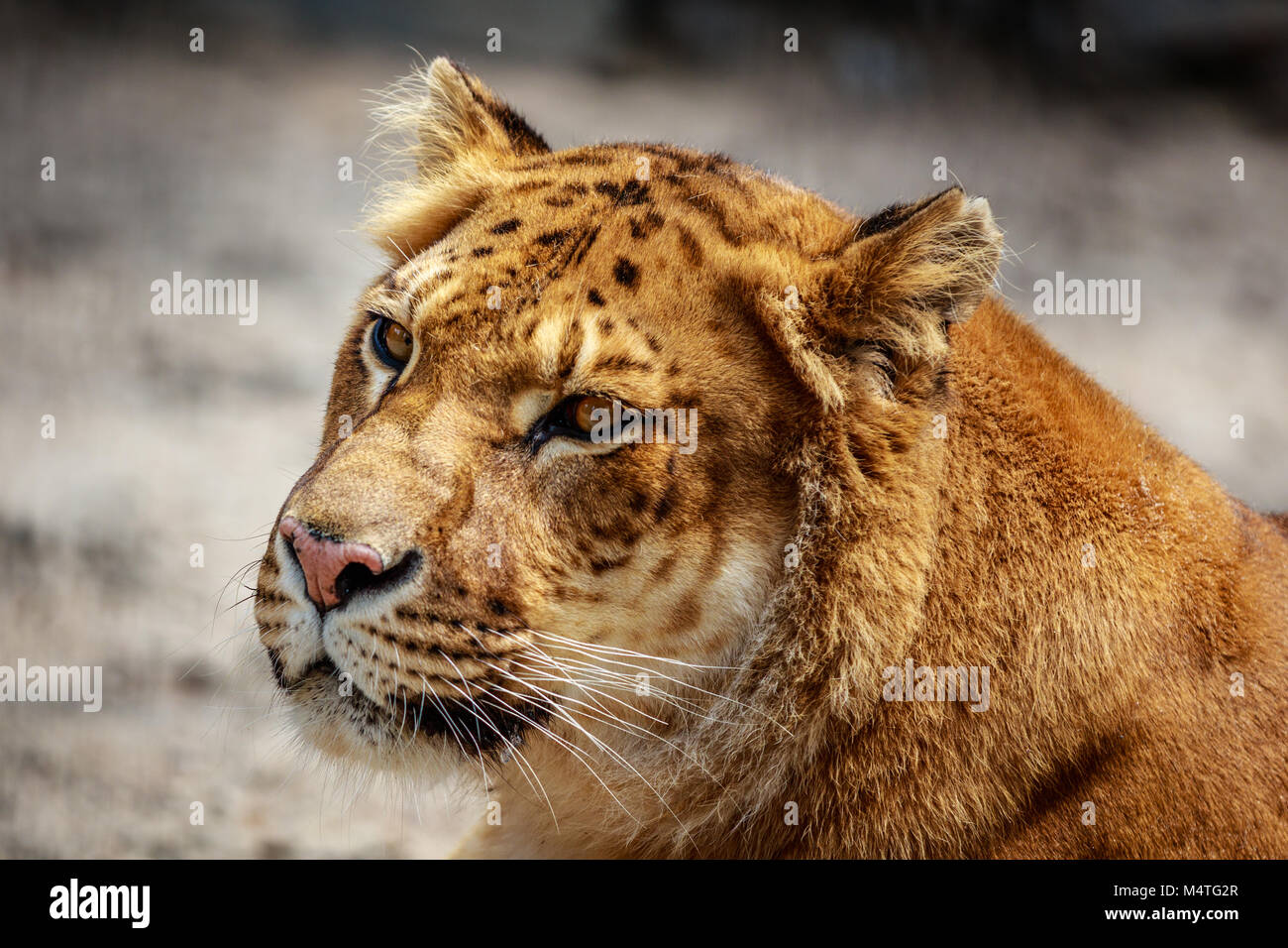 Liger hi-res stock photography and images - Alamy