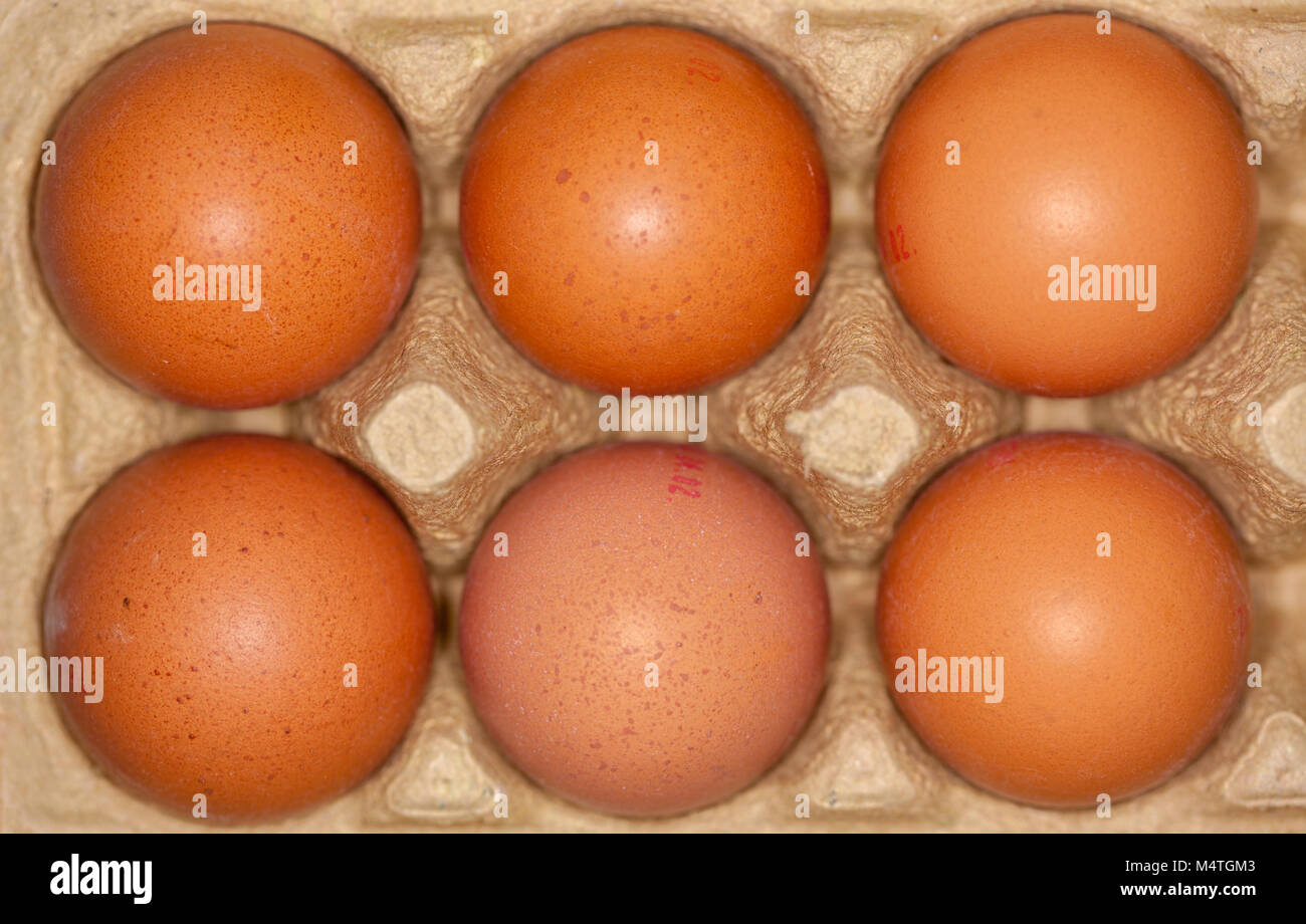 german eggs lies in a egg carton Stock Photo - Alamy