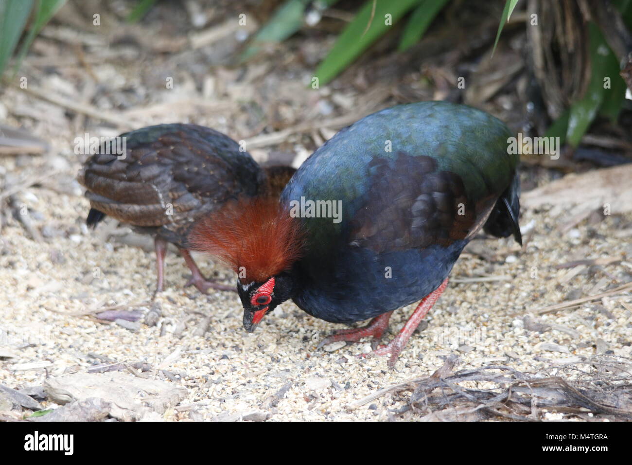 Crested partridge a colorful bird Stock Photo - Alamy