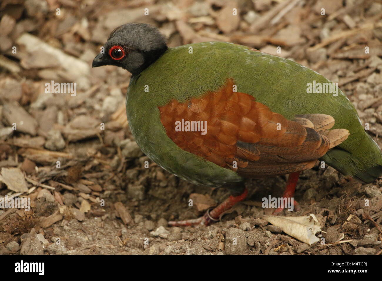 Crested partridge a colorful bird Stock Photo - Alamy
