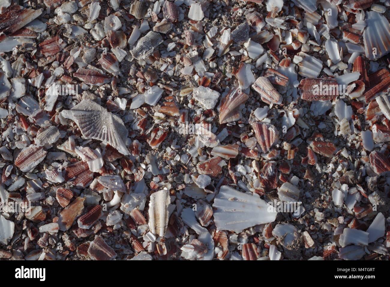 Abstract Close Up of Crushed Scallop Pectin Shells Forming a Pathway by ...