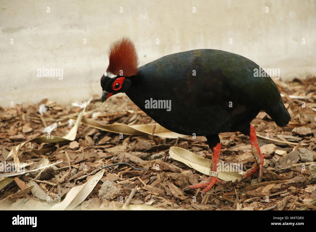 Crested partridge a colorful bird Stock Photo - Alamy