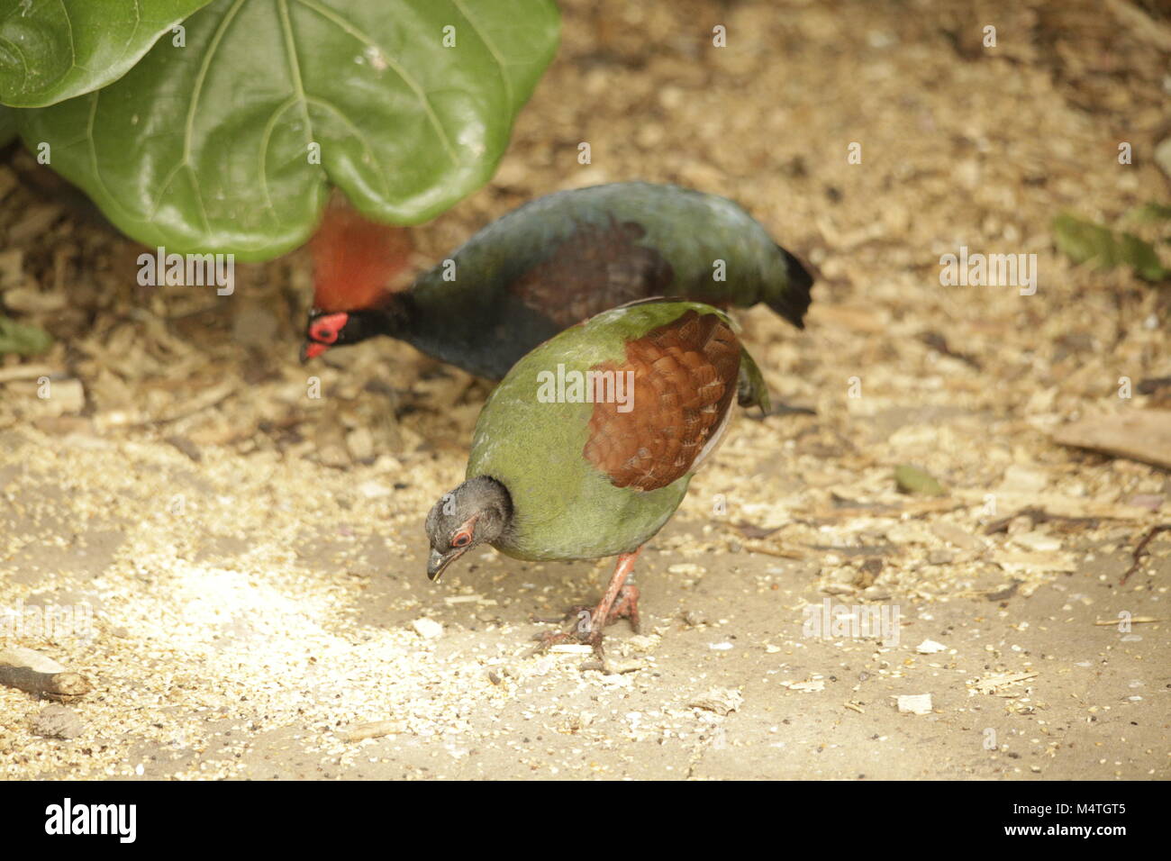 Crested partridge a colorful bird Stock Photo - Alamy