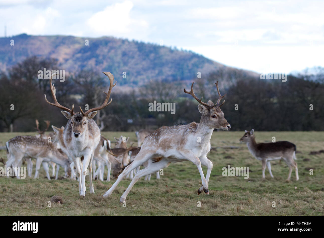 Herd of fallow deer in the park with young stag frolicking in the ...