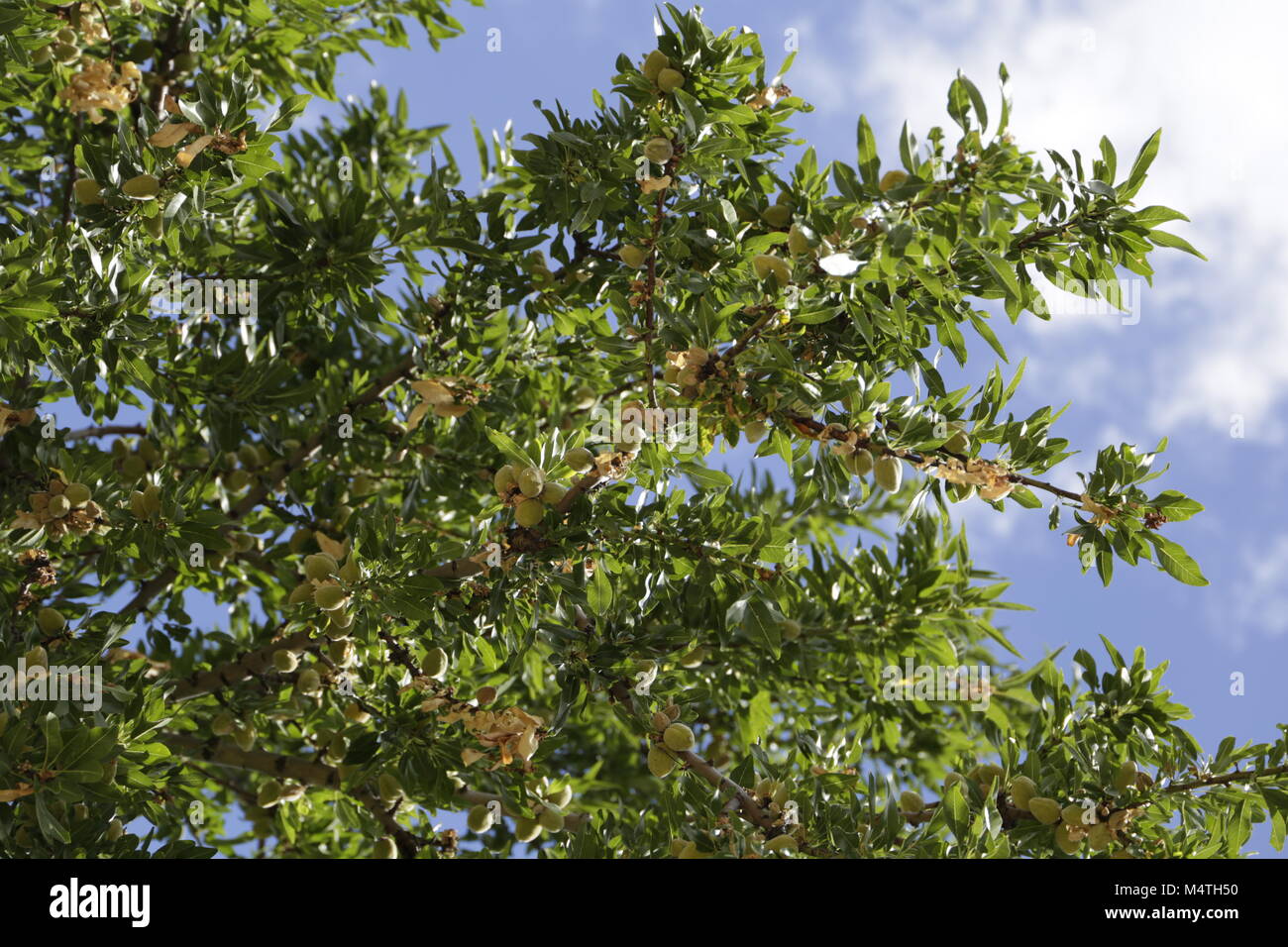 Almonds growing on a tree Stock Photo - Alamy