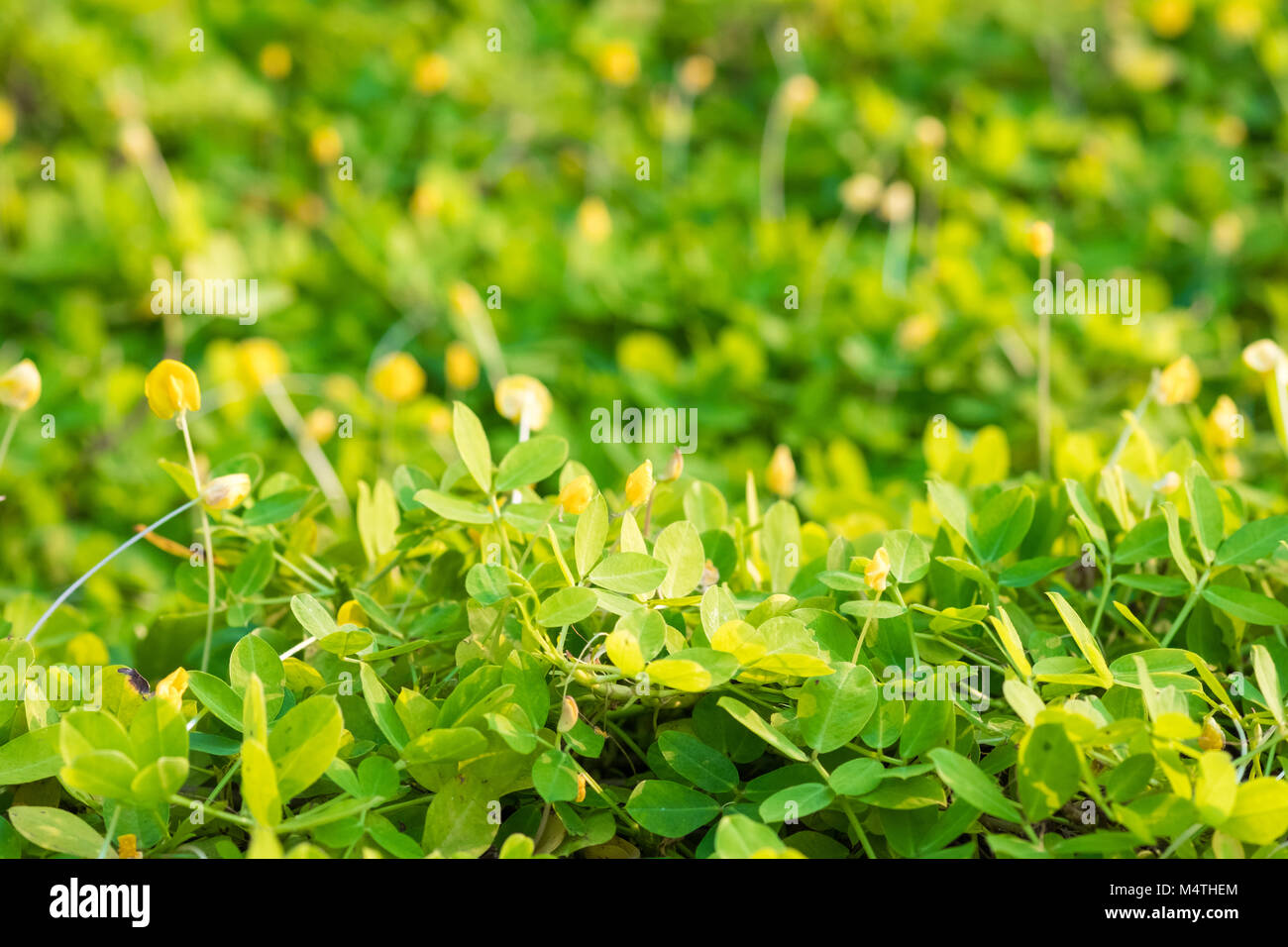 Beautiful real green grass. natural background texture Stock Photo - Alamy