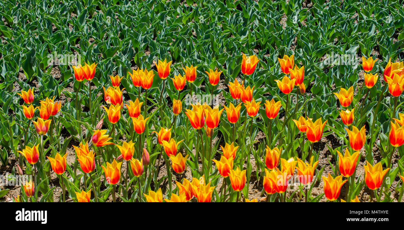 Orange color Tulips Bloom in Spring in garden Stock Photo - Alamy