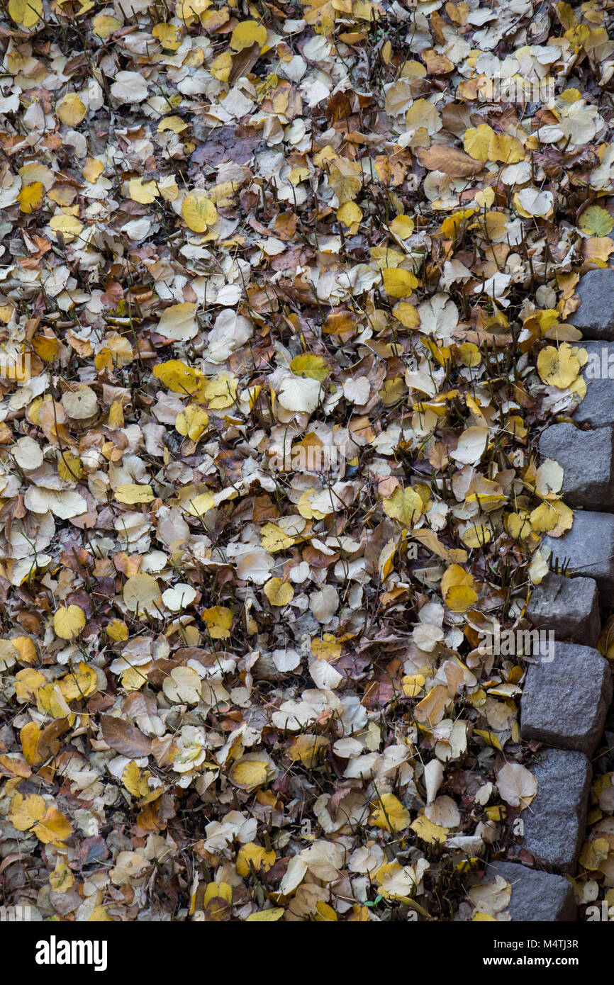 Texture background of autumn season with leaves Stock Photo - Alamy