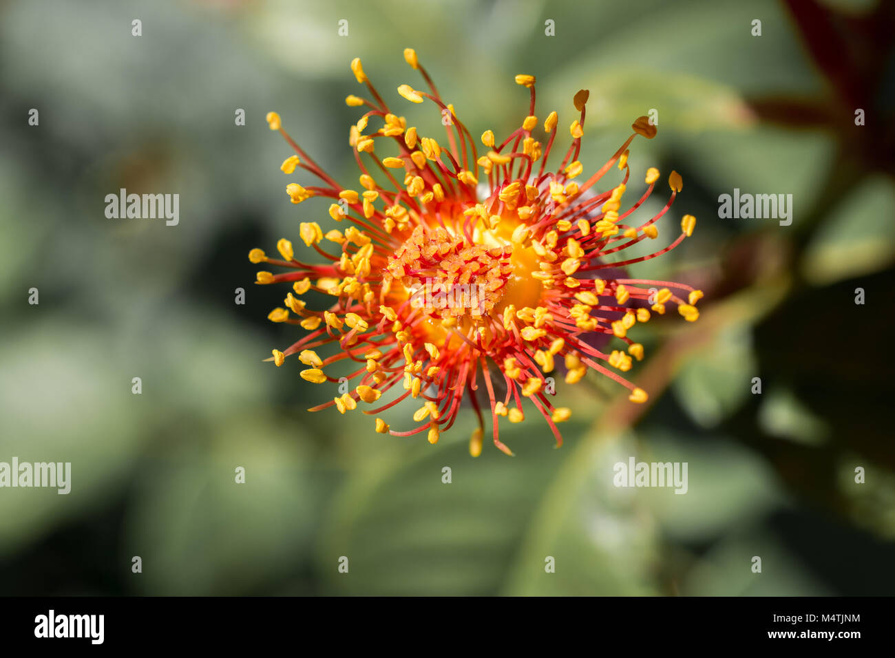 Rose flower without petals in the garden in spring Stock Photo - Alamy