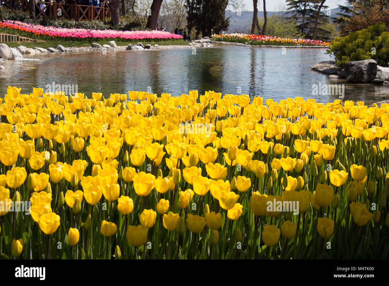 Yellow color Tulips Bloom in Spring in garden Stock Photo - Alamy