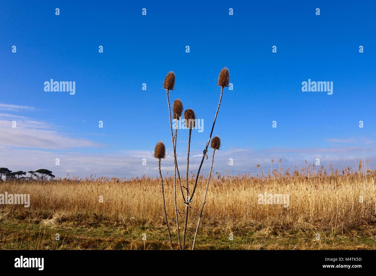 Dead teasel / teasle / teazle / teazel plant in front of a reed bed at ...