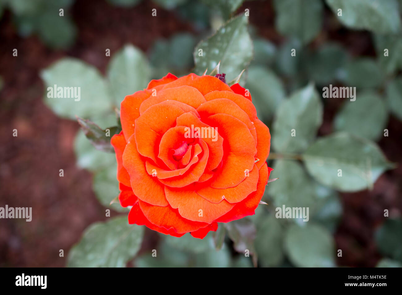 Beautiful colorful Rose Flower on garden background Stock Photo - Alamy
