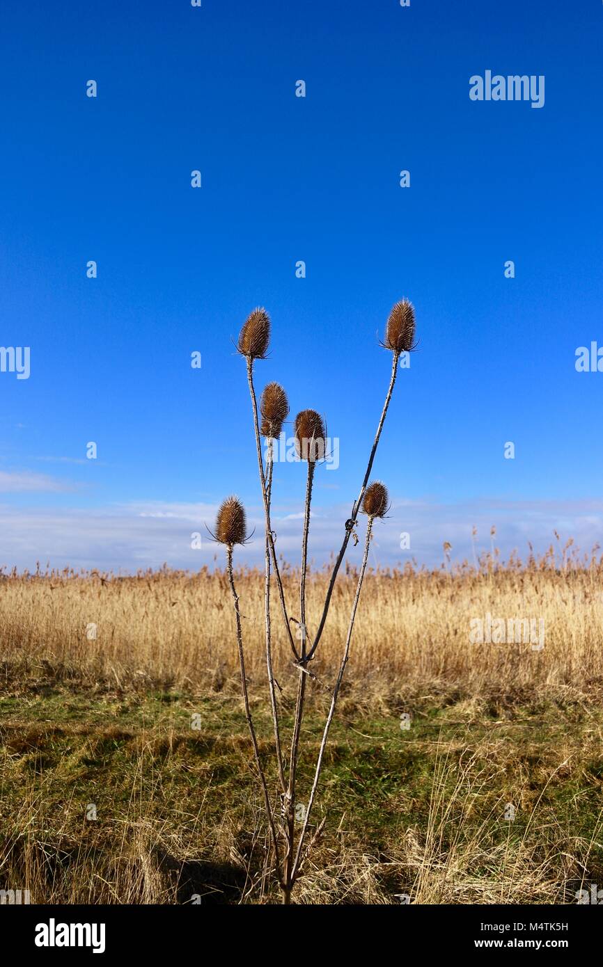 Teasel latin name hi-res stock photography and images - Alamy