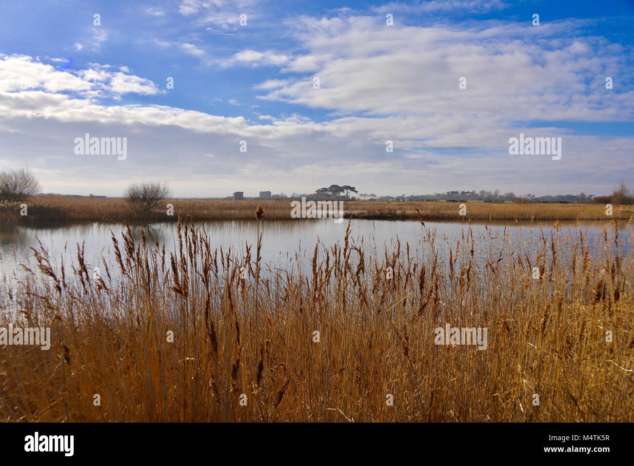 Golden reeds and grasses around a lagoon at East Lane, Bawdsey, Suffolk ...