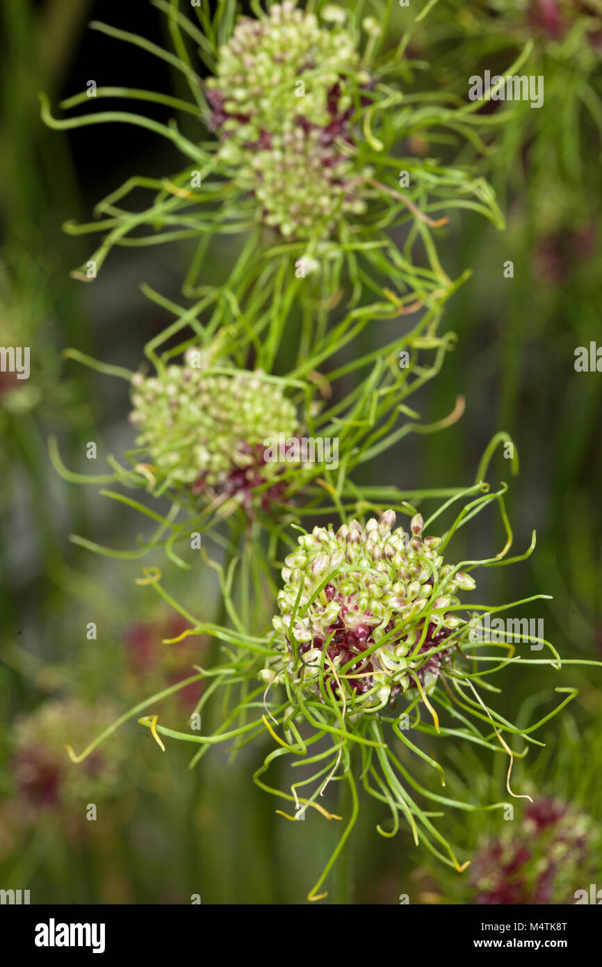A clump of Allium vineale 'Hair' Stock Photo - Alamy