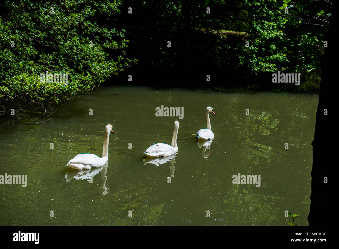 Lovely swans live in the natural environment Stock Photo - Alamy