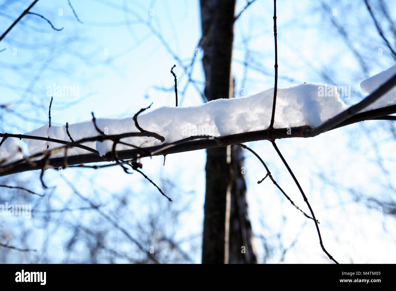 Winter background with branch tree under snow against blue sky Stock Photo - Alamy