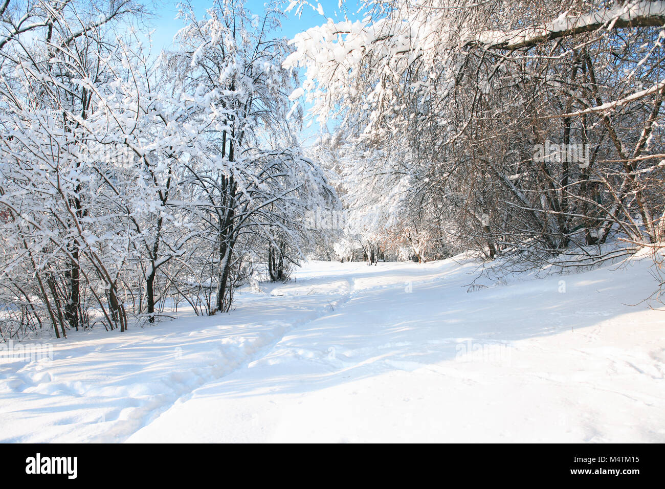 Winter background with branch tree under snow against blue sky Stock Photo - Alamy