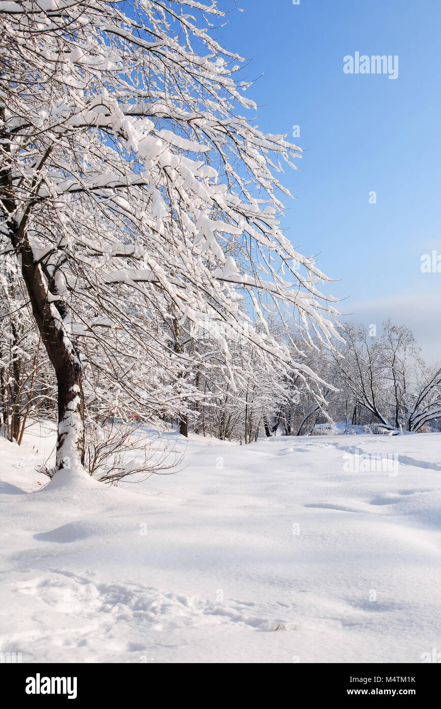 Winter background with branch tree under snow against blue sky Stock Photo - Alamy