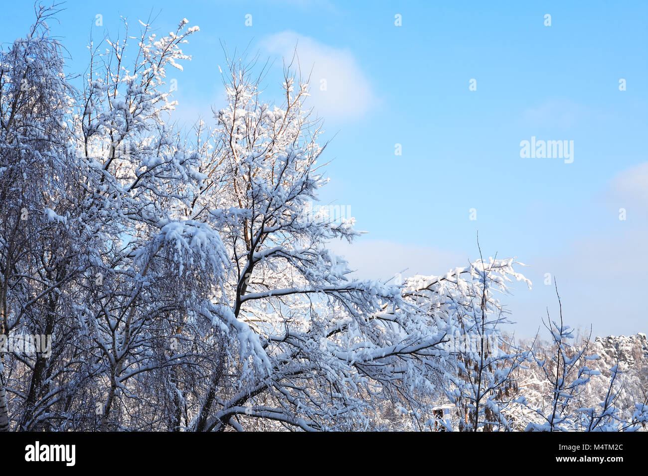 Nice winter background with forest under snow Stock Photo - Alamy