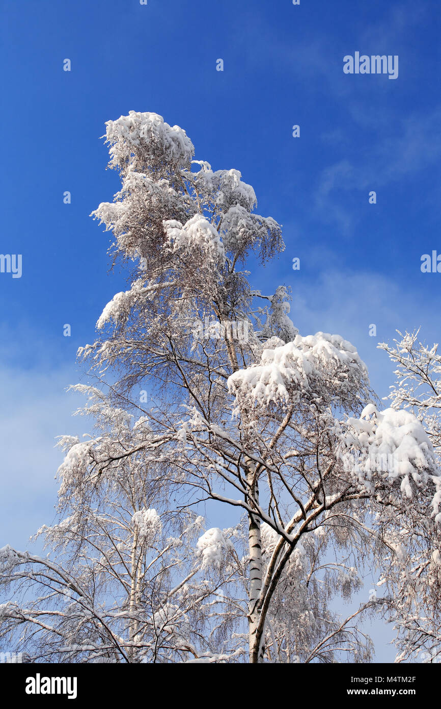 Nice winter background with forest under snow Stock Photo - Alamy