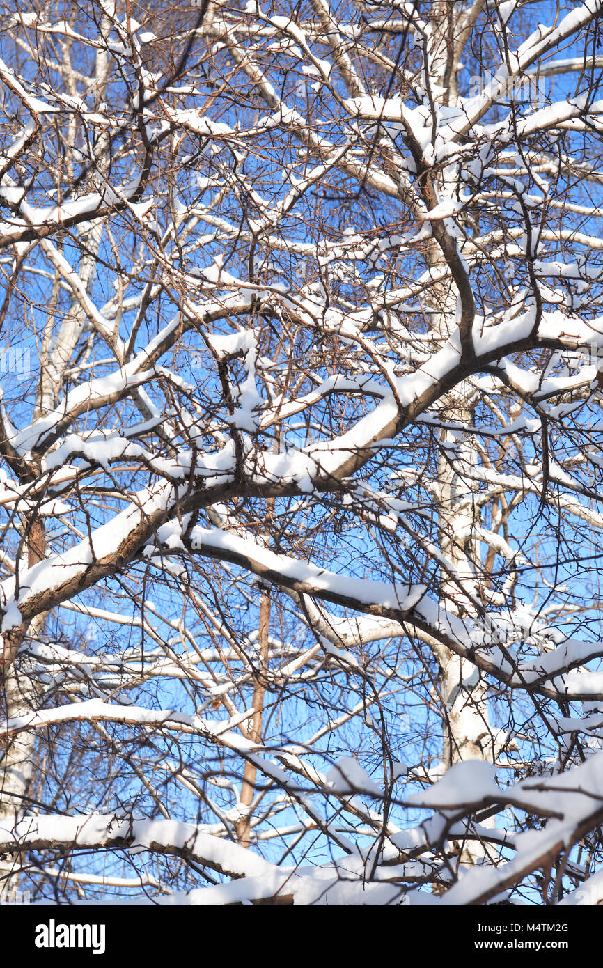 Nice winter background with forest under snow Stock Photo - Alamy