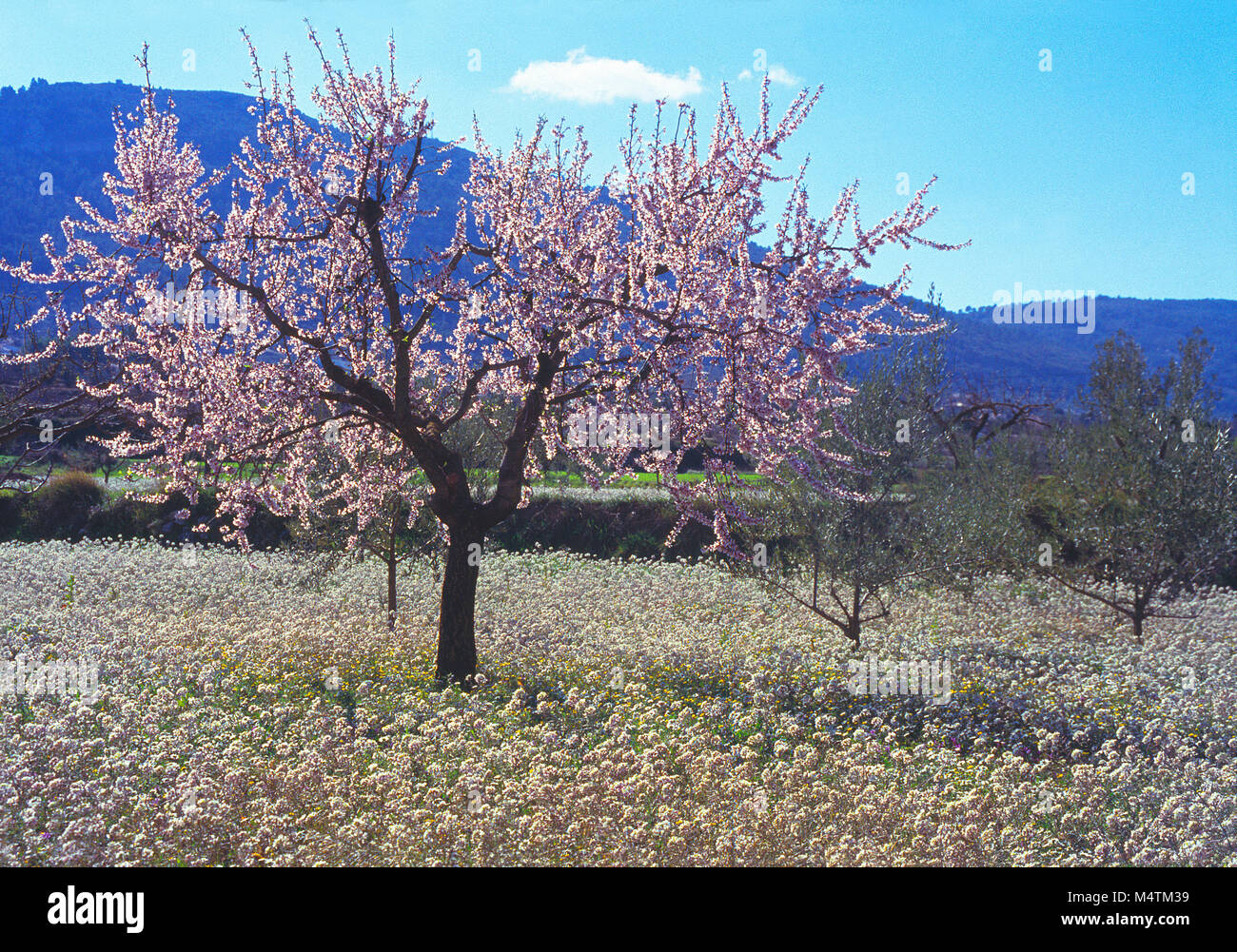 Flowered almond tree. Valencia, Spain Stock Photo - Alamy