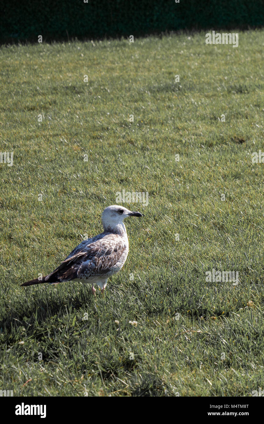 Beautiful seaside bird seagull on the green grass Stock Photo - Alamy