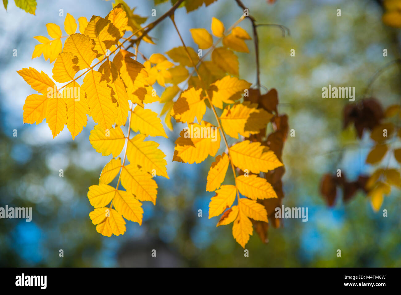 Hojas rama ramas hi-res stock photography and images - Alamy