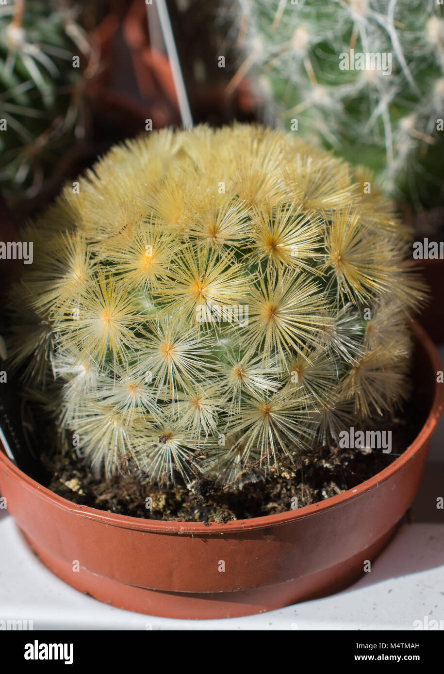 Little colorful cactus plant in a small pot Stock Photo - Alamy